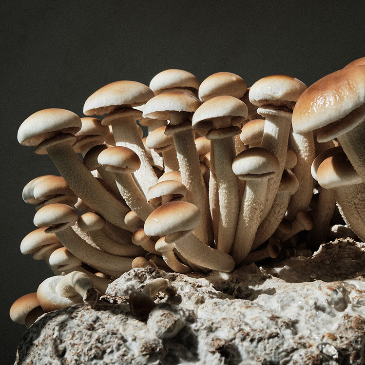 Neff Cooking | Neff Cooking Appliances | Howdens