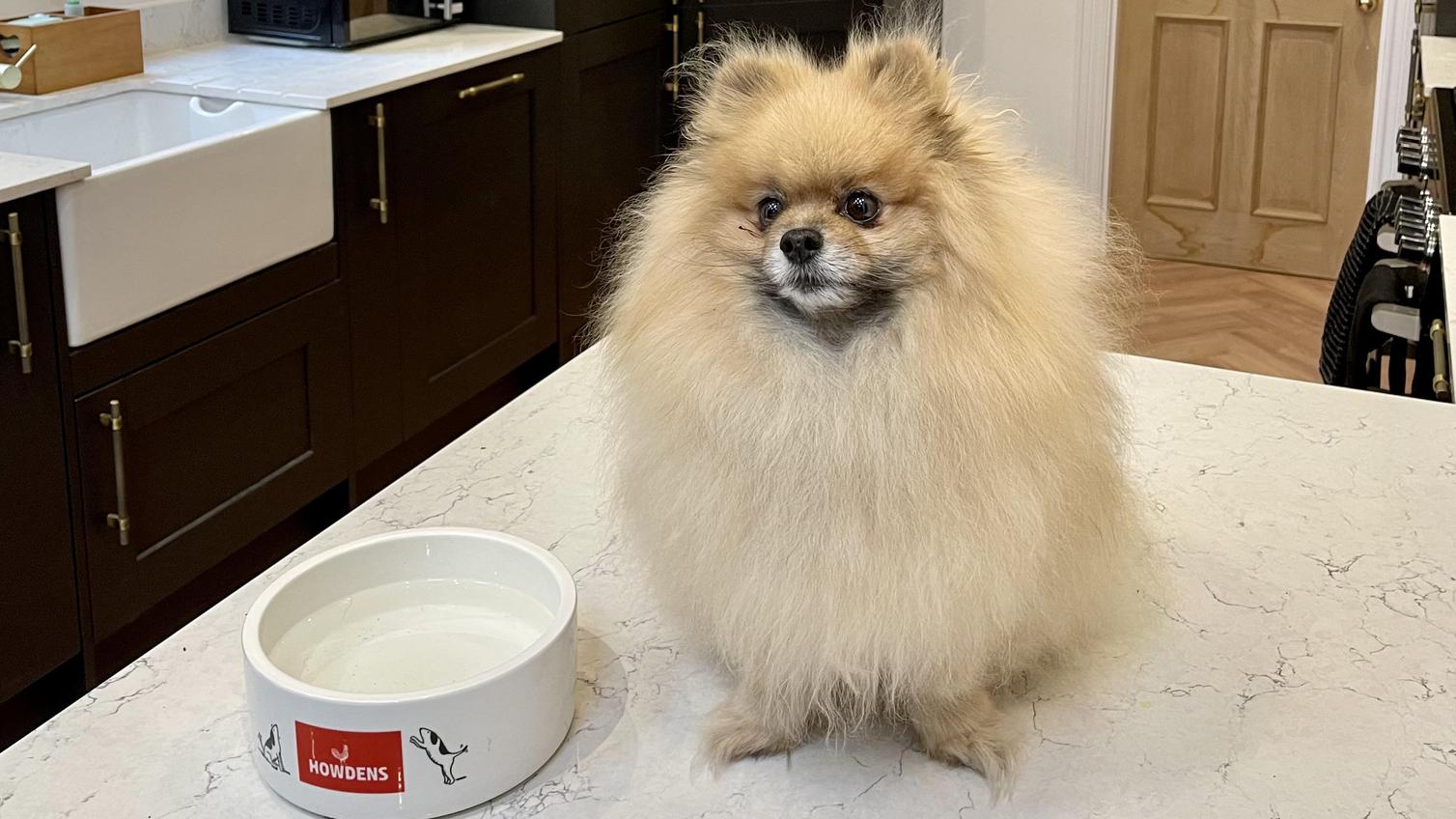 Howdens Hounds Giveaway | Competitions | Howdens